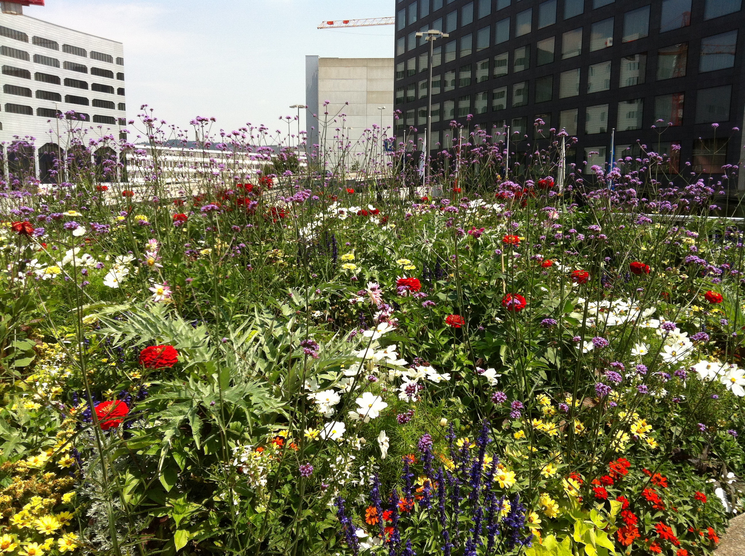 Herr des Grüns – Flughafen Zuerich